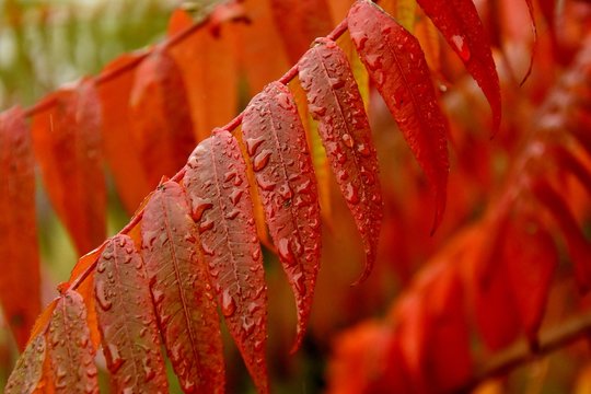 Sumah Images – Browse 384 Stock Photos, Vectors, and Video | Adobe Stock