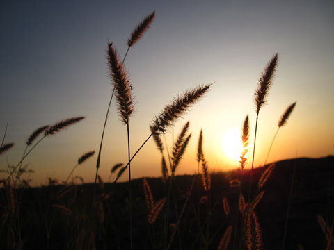 "Dancing Grass" Images – Browse 59 Stock Photos, Vectors, and Video ...