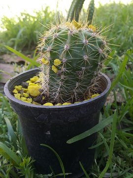 Captus 이미지 – 찾아보기 573 스톡 사진, 벡터 및 비디오 | Adobe Stock