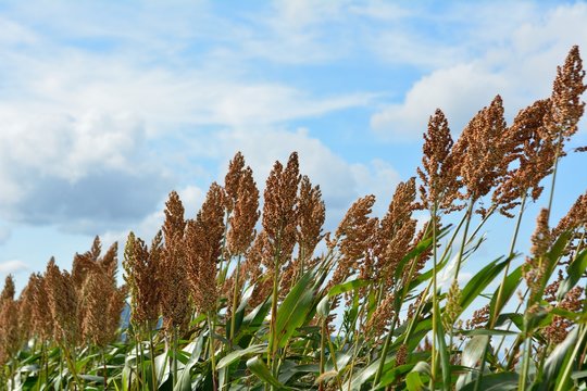 "Japanese Barnyard Millet" Images – Browse 662 Stock Photos, Vectors ...