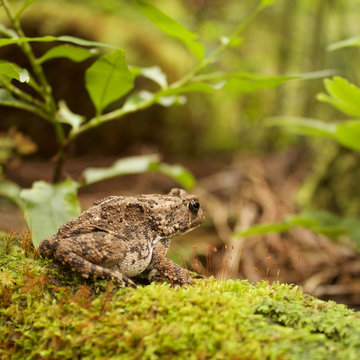 Crapeau Images – Browse 53 Stock Photos, Vectors, and Video | Adobe Stock