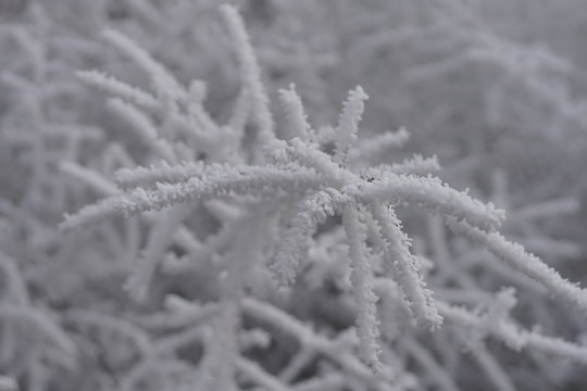 Escarcha Images – Browse 12,420 Stock Photos, Vectors, and Video ...