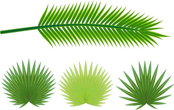 "Buri Palm" Billeder – Gennemse 97 stockfotos, vektorer og videoer ...