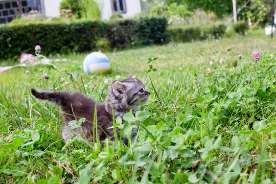 รูปภาพMei-Kun – เลือกดูภาพถ่ายสต็อก เวกเตอร์ และวิดีโอ74 | Adobe Stock