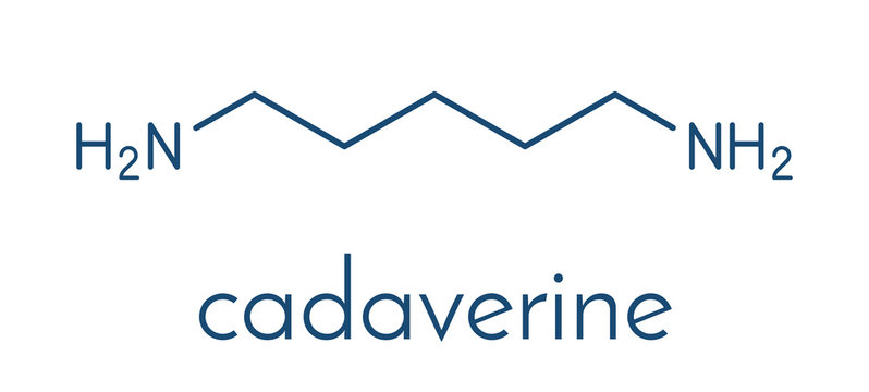 Cadaverin bilder – Bläddra bland 14 stockfoton, vektorer och videor ...