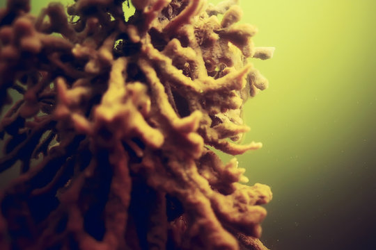 Spongilla Images – Browse 53 Stock Photos, Vectors, and Video | Adobe Stock