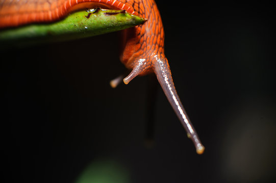 รูปภาพSnall – เลือกดูภาพถ่ายสต็อก เวกเตอร์ และวิดีโอ119 | Adobe Stock