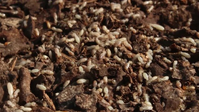 Termite bilder – Bläddra bland 25,396 stockfoton, vektorer och videor ...