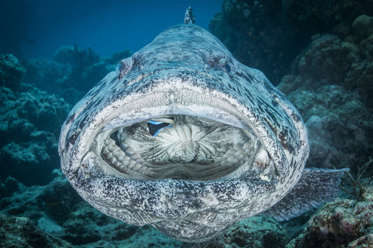 "Potato Cod" Images – Browse 526 Stock Photos, Vectors, and Video ...