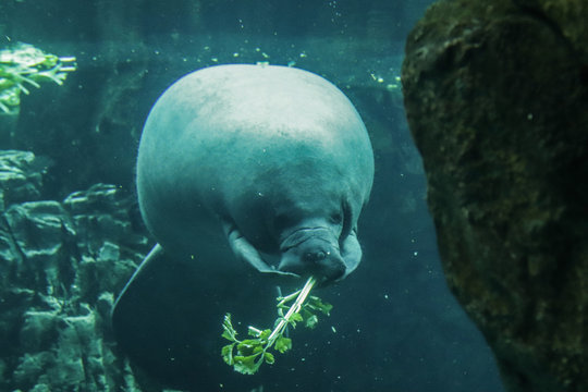 Desktop Lamantino Calmante