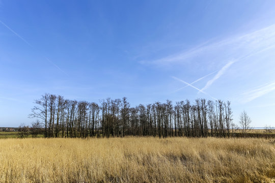 "Swamp Land" Images – Browse 663 Stock Photos, Vectors, and Video ...