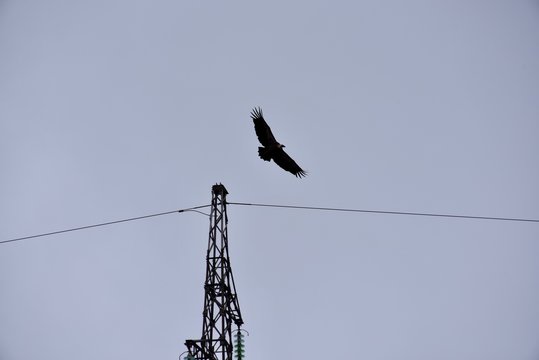 Mastgans Bilder – Durchsuchen 414 Archivfotos, Vektorgrafiken und ...