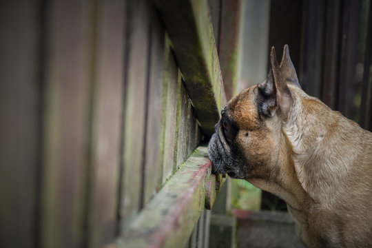 รูปภาพSnooping – เลือกดูภาพถ่ายสต็อก เวกเตอร์ และวิดีโอ3,752 | Adobe Stock