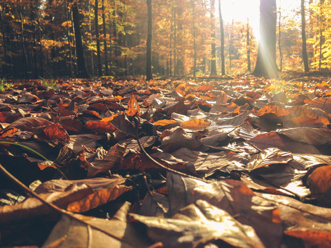 รูปภาพFall* – เลือกดูภาพถ่ายสต็อก เวกเตอร์ และวิดีโอ8,789,939 | Adobe Stock