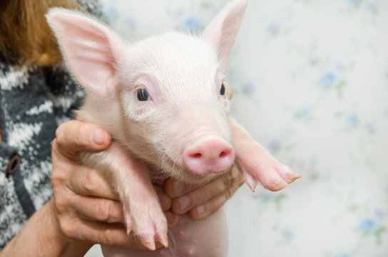 รูปภาพSuidae – เลือกดูภาพถ่ายสต็อก เวกเตอร์ และวิดีโอ10,950 | Adobe Stock