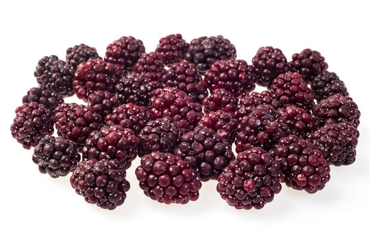 รูปภาพBramble – เลือกดูภาพถ่ายสต็อก เวกเตอร์ และวิดีโอ41,174 | Adobe Stock