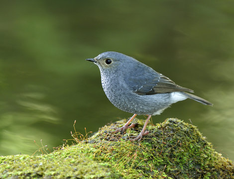 Tream Bilder – Durchsuchen 218 Archivfotos, Vektorgrafiken und Videos ...