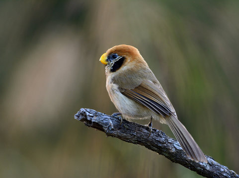 รูปภาพParrotbill – เลือกดูภาพถ่ายสต็อก เวกเตอร์ และวิดีโอ582 | Adobe Stock