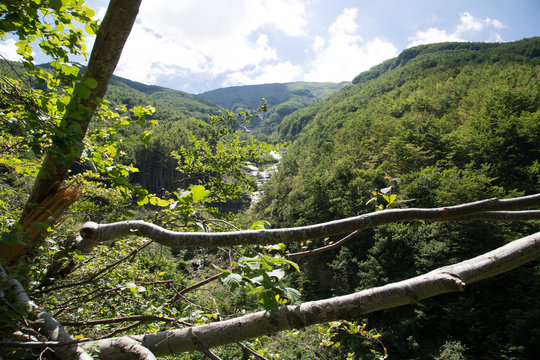 Volpara 이미지 – 찾아보기 88 스톡 사진, 벡터 및 비디오 | Adobe Stock