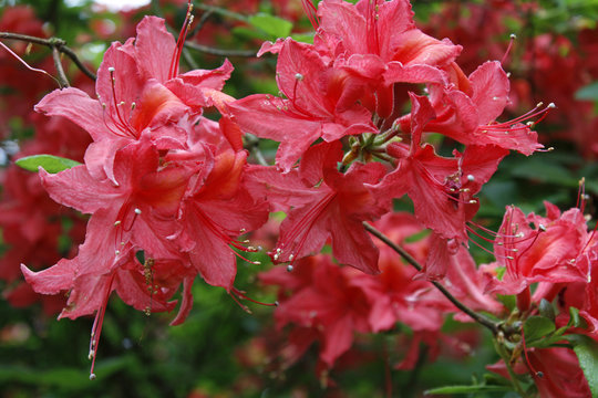 รูปภาพRosenbaum – เลือกดูภาพถ่ายสต็อก เวกเตอร์ และวิดีโอ401 | Adobe Stock