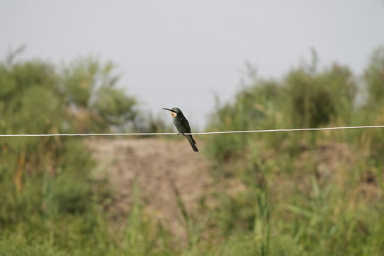 Armash Images – Browse 31 Stock Photos, Vectors, and Video | Adobe Stock