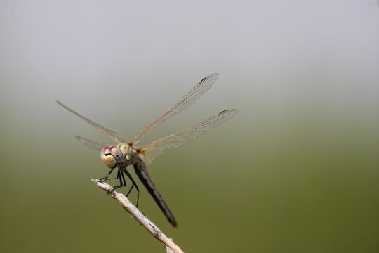 Armash Images – Browse 31 Stock Photos, Vectors, and Video | Adobe Stock