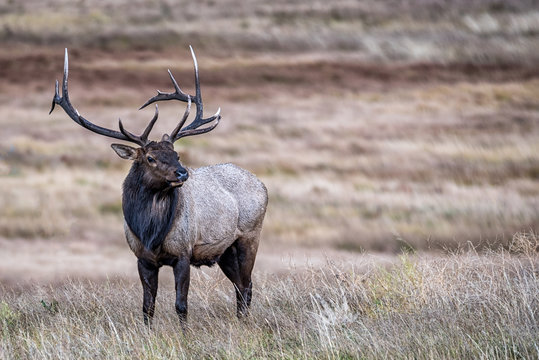 "Male Elk"-Bilder: Stock-Fotos & -Videos. | Adobe Stock