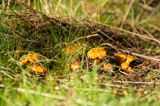 Imagens de Kantarell – Explore Fotografias do Stock, Vetores e Vídeos ...