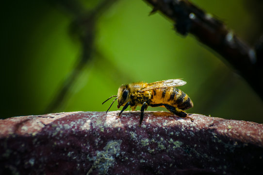 Beez Images – Browse 69 Stock Photos, Vectors, and Video | Adobe Stock