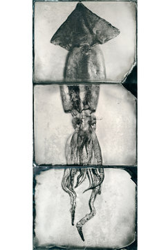 Imagens de Inkfish – Explore Fotografias do Stock, Vetores e Vídeos de ...