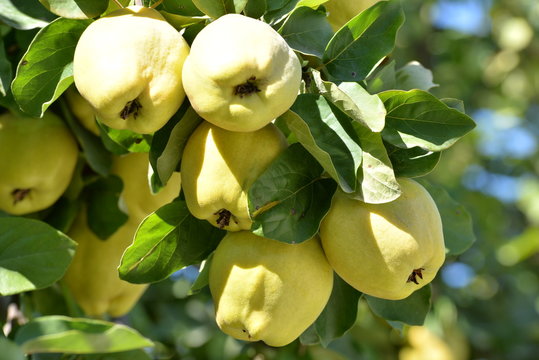 Ayva Images – Browse 265 Stock Photos, Vectors, and Video | Adobe Stock