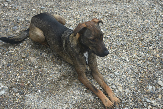 Aruba-Island-Dog Images – Browse 22 Stock Photos, Vectors, and Video ...