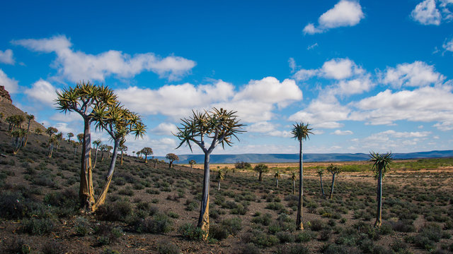 "Quiver Tree Forest" Images – Browse 1,562 Stock Photos, Vectors, and ...