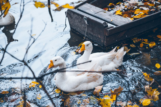 Sweem 画像 - 参照 297 Stock 写真、ベクターおよびビデオ | Adobe Stock