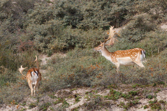 รูปภาพDamhirsche – เลือกดูภาพถ่ายสต็อก เวกเตอร์ และวิดีโอ411 | Adobe Stock