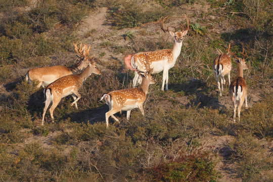 รูปภาพDamhirsche – เลือกดูภาพถ่ายสต็อก เวกเตอร์ และวิดีโอ535 | Adobe Stock