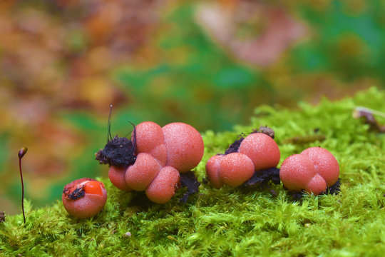 Aethalium Images – Browse 51 Stock Photos, Vectors, and Video | Adobe Stock