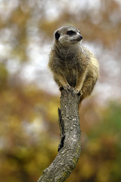 Mirket Images – Browse 48 Stock Photos, Vectors, and Video | Adobe Stock