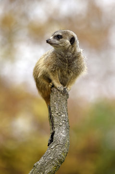 Mirket Images – Browse 48 Stock Photos, Vectors, and Video | Adobe Stock