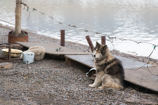 รูปภาพChukchis – เลือกดูภาพถ่ายสต็อก เวกเตอร์ และวิดีโอ2,146 | Adobe Stock