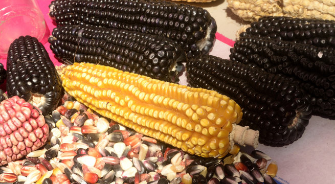 Blue Corn Cobs Images – HD & 4K Photos Free to Download | PikWizard