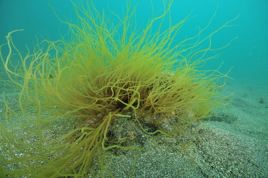 Underwater Photosynthesis