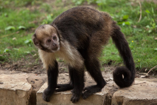 Imagens de Capuchin – Explore Fotografias do Stock, Vetores e Vídeos de ...
