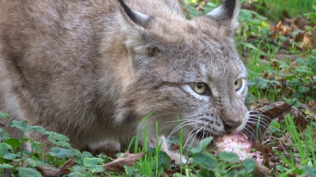 Ier Images – Browse 609 Stock Photos, Vectors, and Video | Adobe Stock