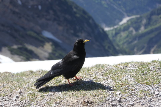 Alpendole Bilder – Durchsuchen 81 Archivfotos, Vektorgrafiken und ...