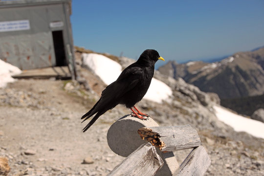 Alpendole Bilder – Durchsuchen 81 Archivfotos, Vektorgrafiken und ...