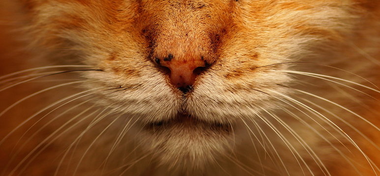 Muso Images – Parcourir 6,464 le catalogue de photos, vecteurs et ...