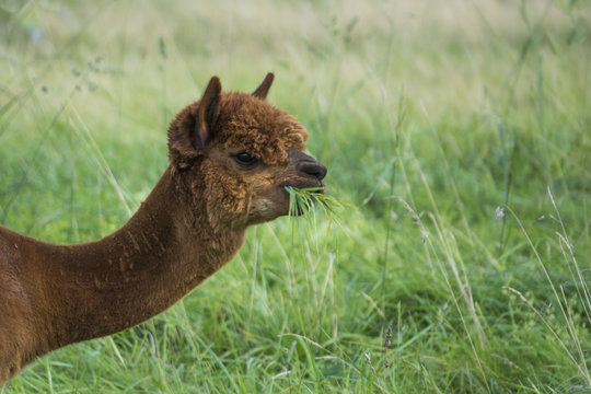 Fessen Bilder – Durchsuchen 44 Archivfotos, Vektorgrafiken und Videos ...