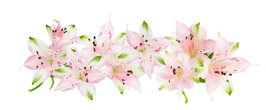 13,976 BEST Lily Border IMAGES, STOCK PHOTOS & VECTORS | Adobe Stock