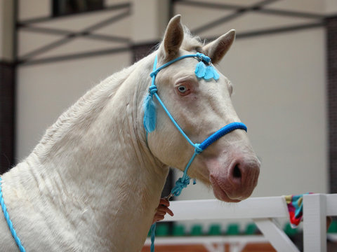 Cremello Paint Horse